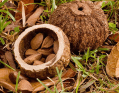 That's Nuts! The Health Benefits of Brazil Nuts | Maple Holistics ...