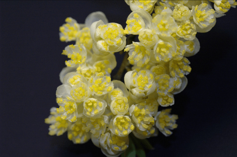 The Health Benefits Of Litsea Cubeba Essential Oil: Get Lit!