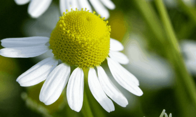 Health Benefits Of Chamomile Essential Oil: Sweet Dreams!