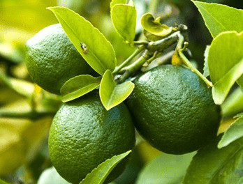 Health Benefits Of Lime Essential Oil: Curing Scurvy | Maple Holistics ...