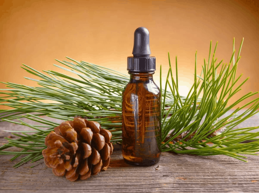 The Health Benefits Of Pine Essential Oil: The Genus Of Pinus
