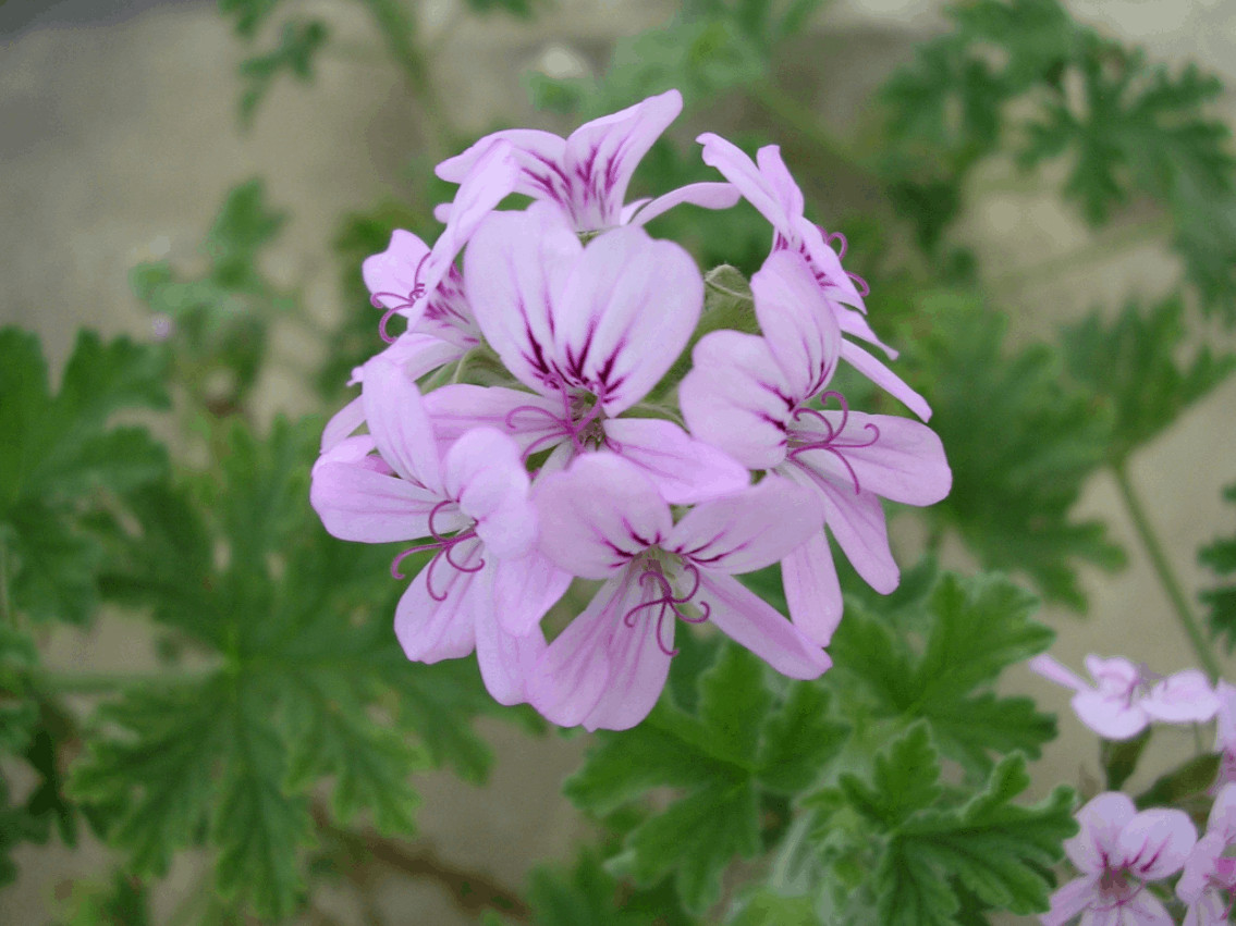 Geranium Absolute Oil Benefits Explained | Maple Holistics | Real ...