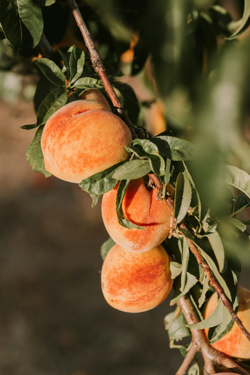 Health Benefits Of Peach Kernel Essential Oil: Life Is Peachy!