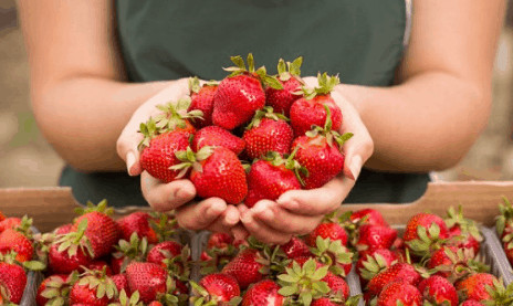 Top 10 Nutrition And Health Benefits Of Strawberries