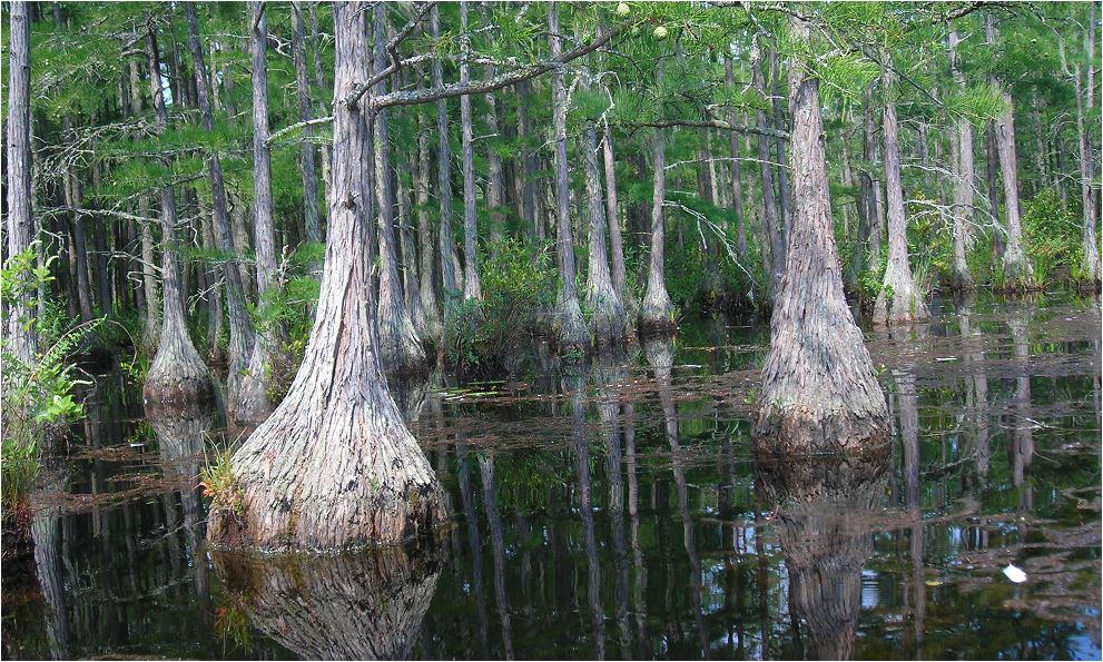 101: Cypress Essential Oil Benefits And Cypress Essential Oil Uses