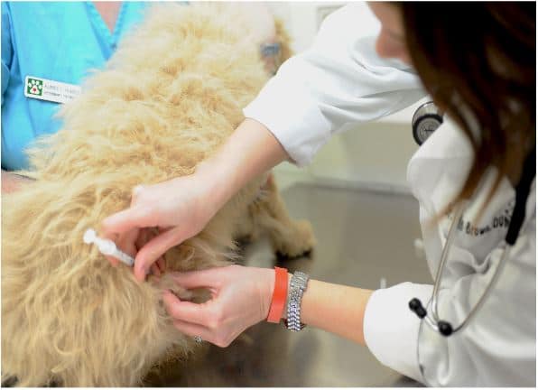 Leptospirosis Vaccine For Dogs Explained | Maple Holistics | Real ...