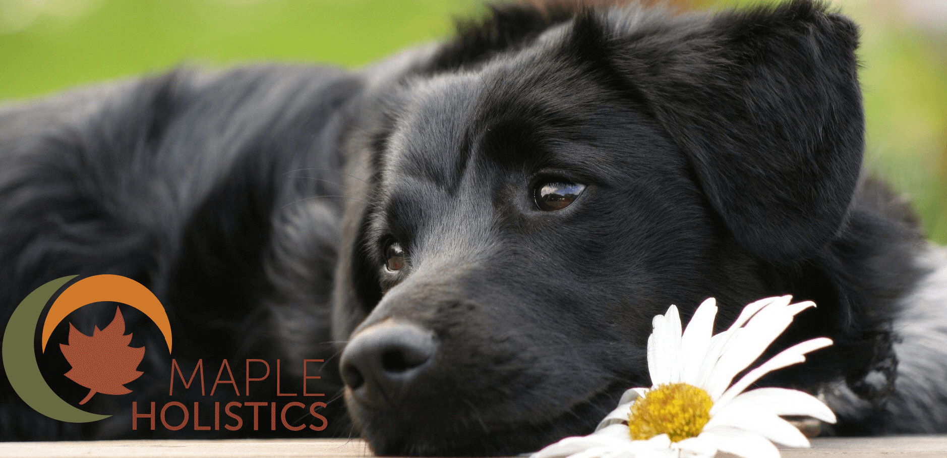 Titer Testing For Dogs Explained: What Is A Titer Test?