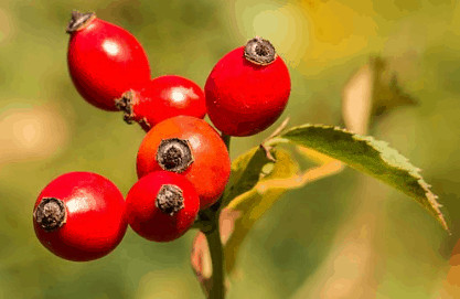 Rosehip Benefits Explained: What Is Rosehip Good For?