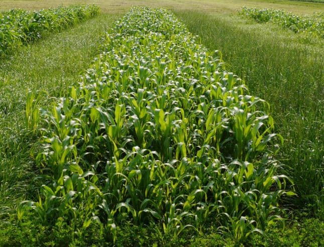 Alfalfa Benefits Explained: How Healthy Are Alfalfa Sprouts?