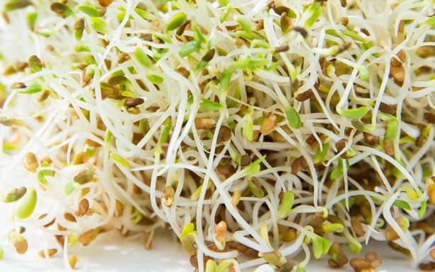 Alfalfa Benefits Explained: How Healthy Are Alfalfa Sprouts?