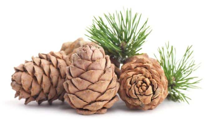 Cedarwood Essential Oil Benefits And Uses Explained