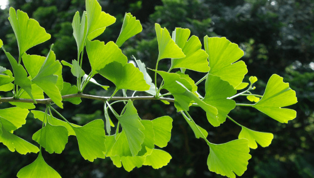 Ginkgo Leaf Health Benefits Explained: Ginko Leaf Tea And More