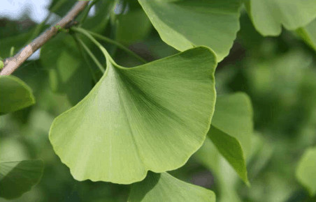 Ginkgo Leaf Health Benefits Explained: Ginko Leaf Tea And More