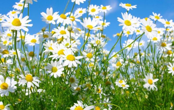 Chamomile Benefits Explained: What Can Chamomile Tea Do For You?