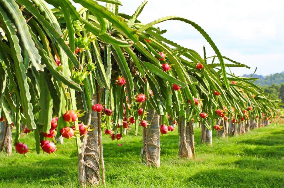 Dragon Fruit (Pitaya) Health Benefits & How To Eat One!