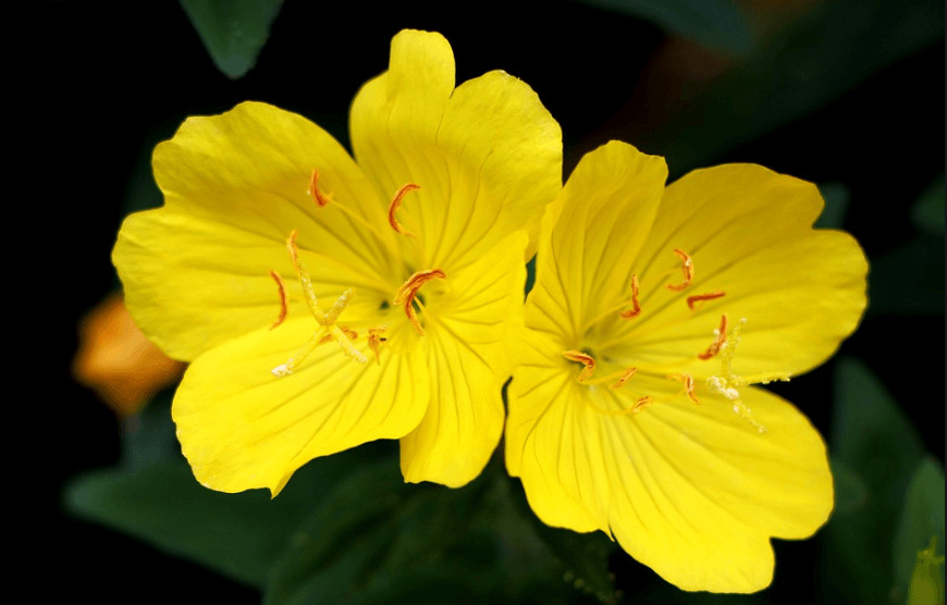 Evening Primrose Oil Uses And Benefits Explained | Maple Holistics ...