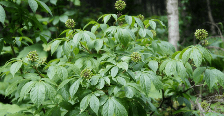 Eleuthero Root Benefits And Uses: What About Eleuthero Root Extract?