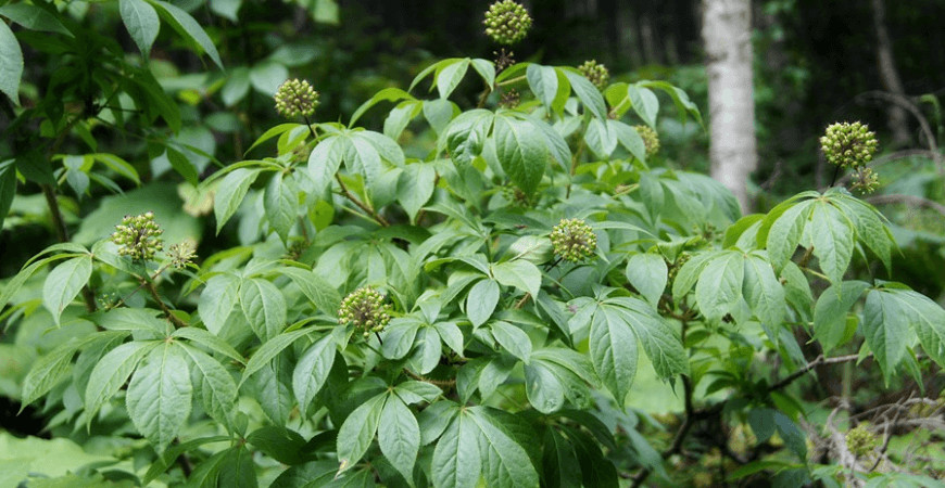 Eleuthero Root Benefits And Uses: What About Eleuthero Root Extract?