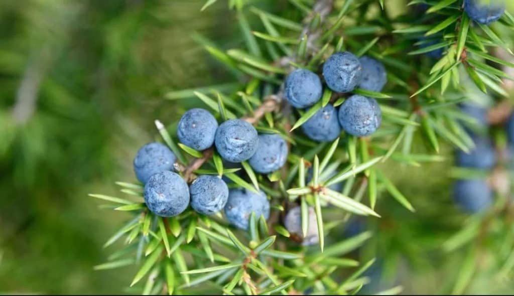 Top Juniper Berries Benefits And How To Take Advantage Of Them