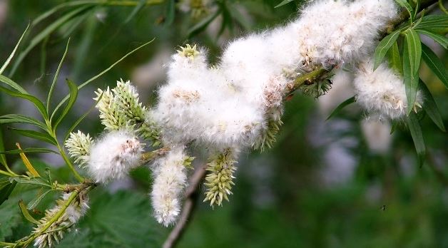 White Willow Bark Benefits For Health Explained | Maple Holistics ...