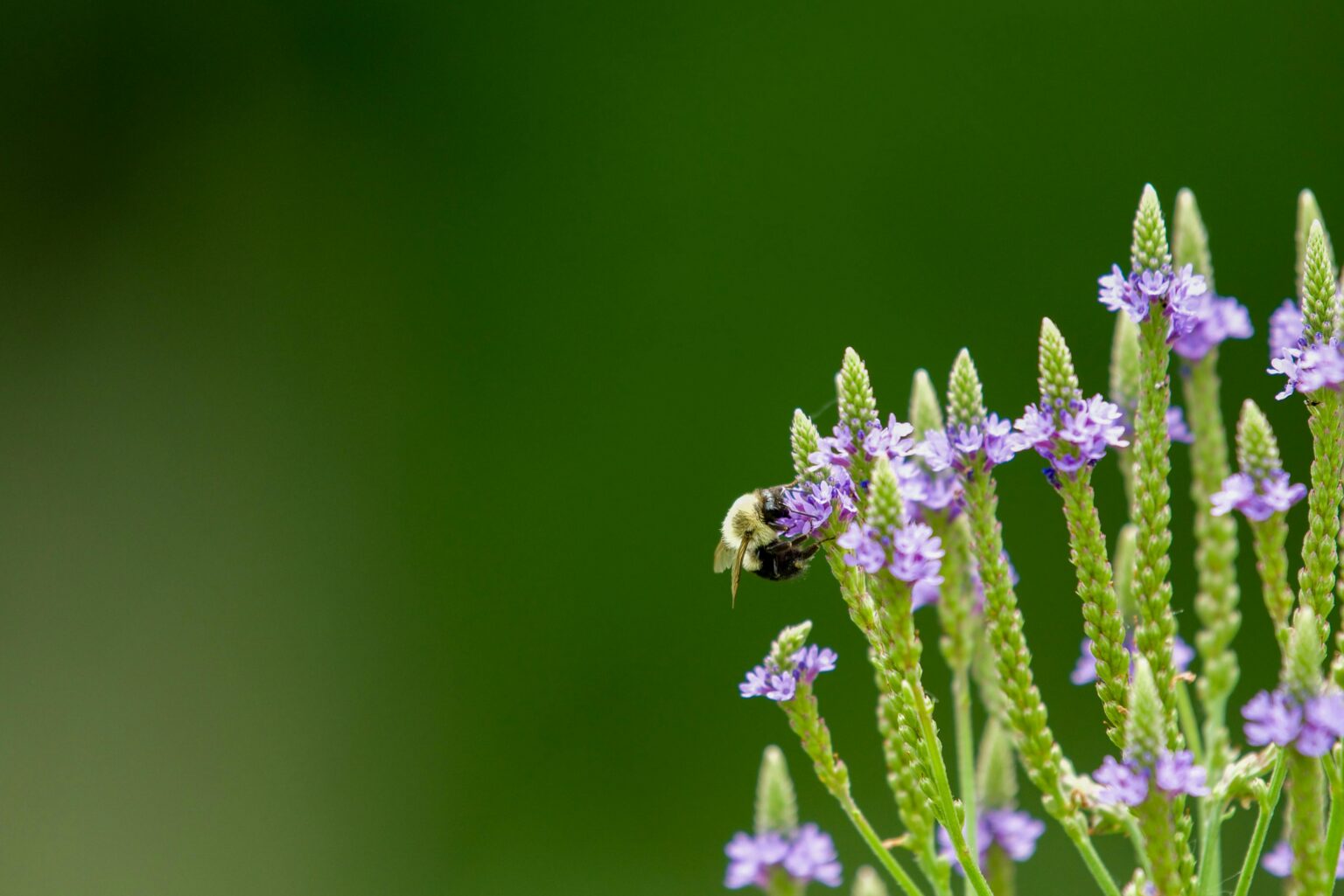 Vervain Tea Breakdown: Vervain Benefits Explained