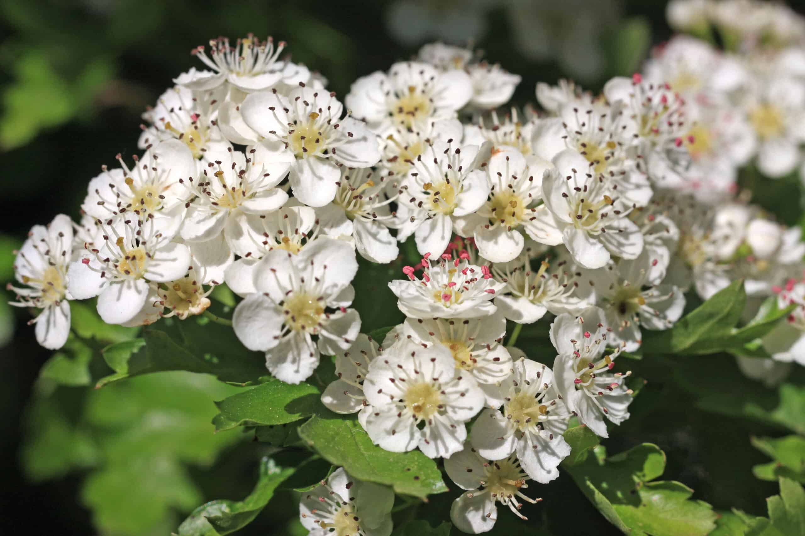 Hawthorn Health Benefits Explained | Maple Holistics | Real Ingredients ...
